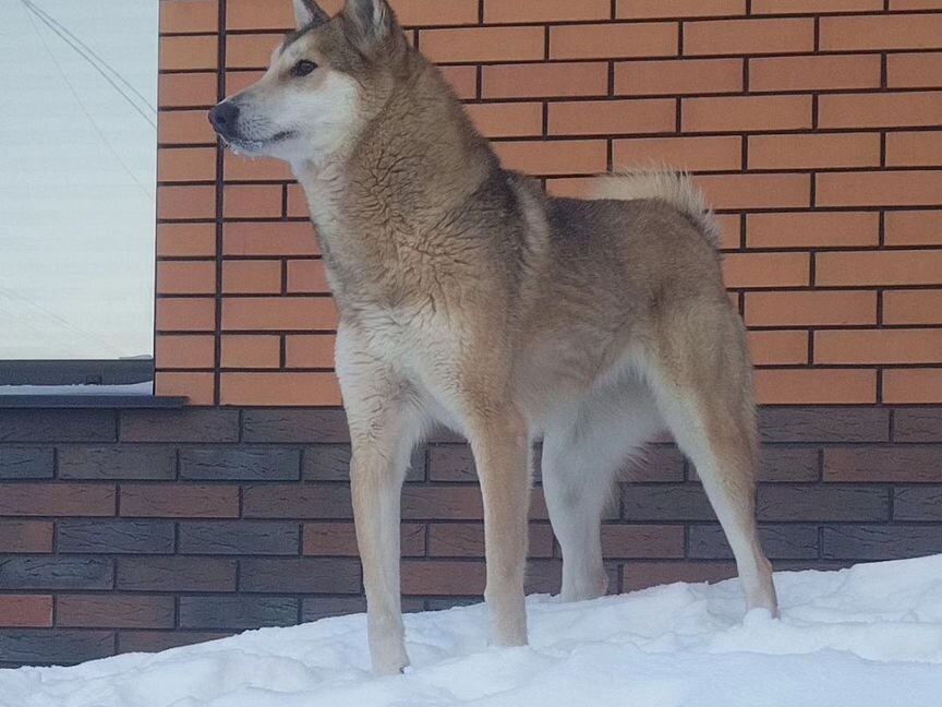 Западно сибирская лайка
