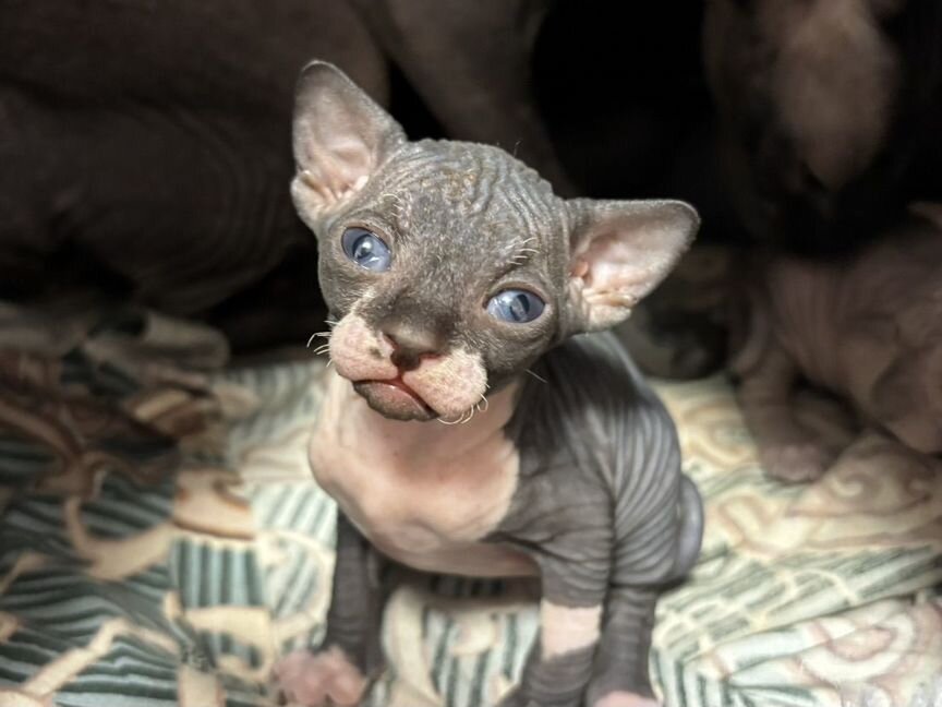 Канадский сфинкс