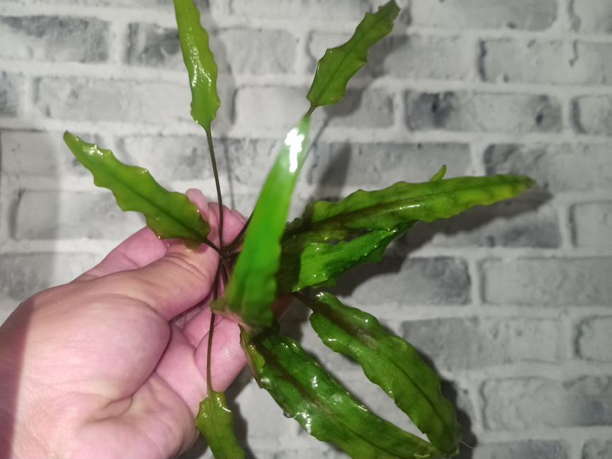 Аквариумные растения