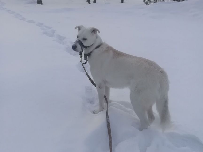 Собака кобель в добрые руки