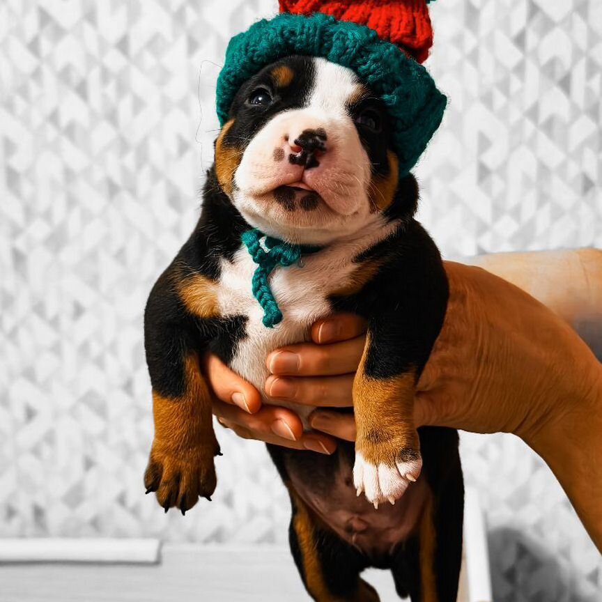 Американский булли Чёрный трик