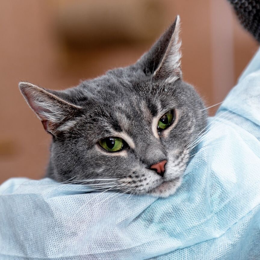 Вот уже тысяча дней в поисках дома