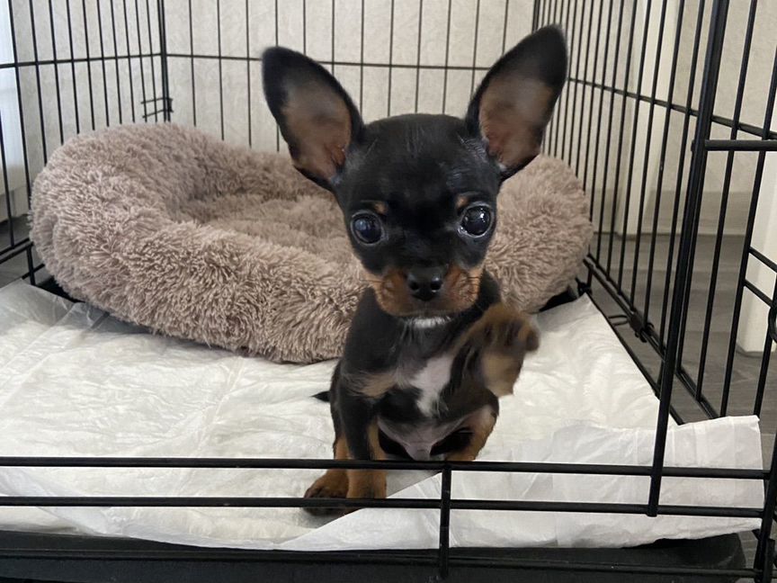 Отдам прекрасного и милого той-терьера