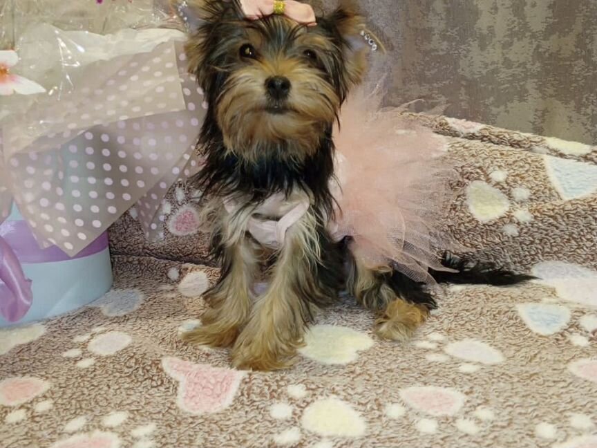 Йоркширский терьер девочка РКФ