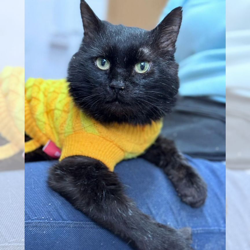 Котик Космос ждет добрые руки