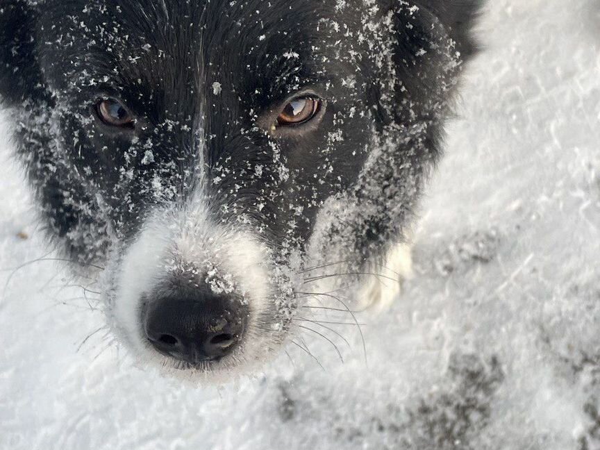 Кобель Бордерколли ищет дом