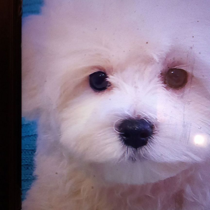 Щенки бишон фризе мини