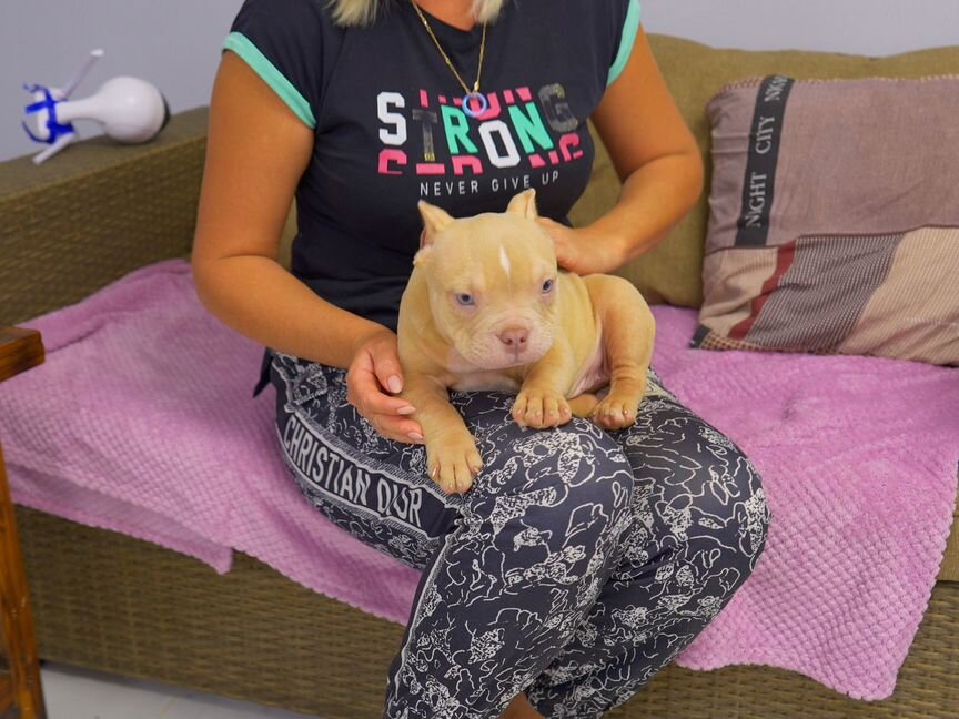 Американский Булли топовая девочка