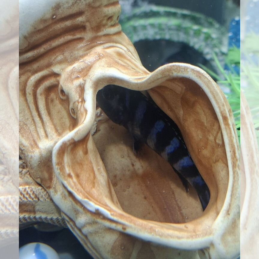 Аквариумные рыбки