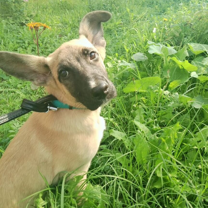 Ребят нашли собаку,кто хозяин