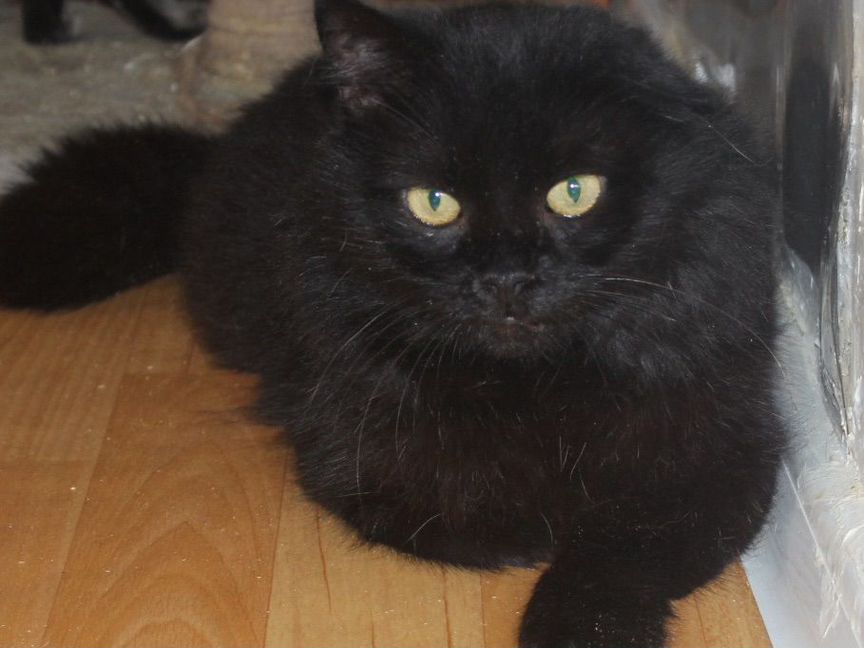 Кошка