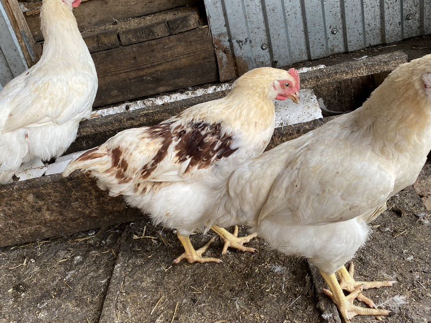 Молодые петушки породы родонит