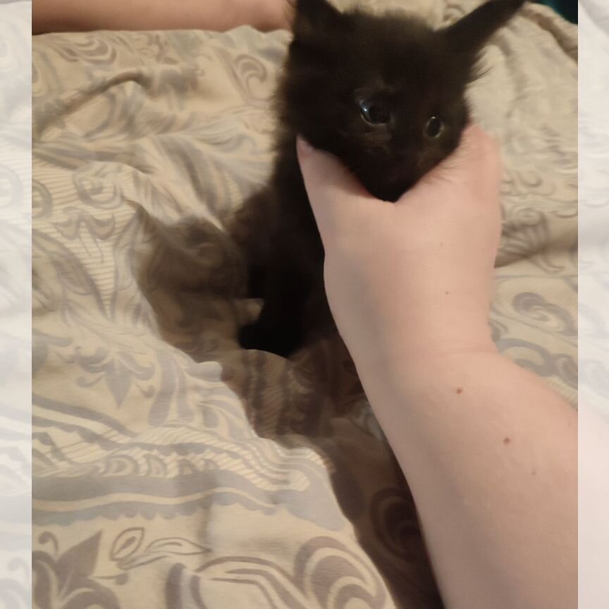 Котёнок в добрые руки