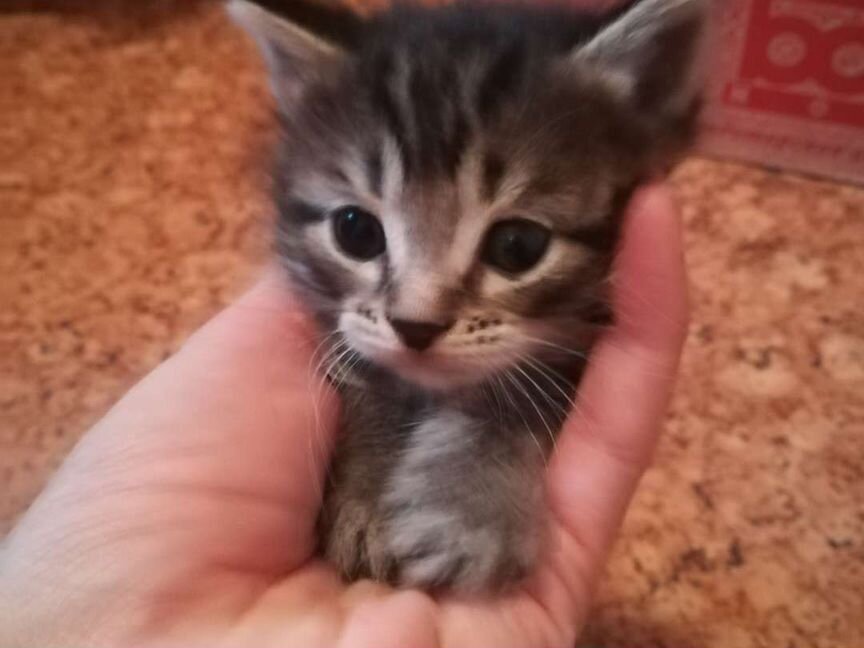 Котята