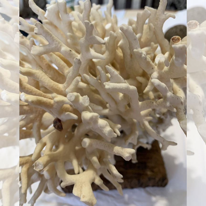 Морские ракушки раковины разные для аквариума