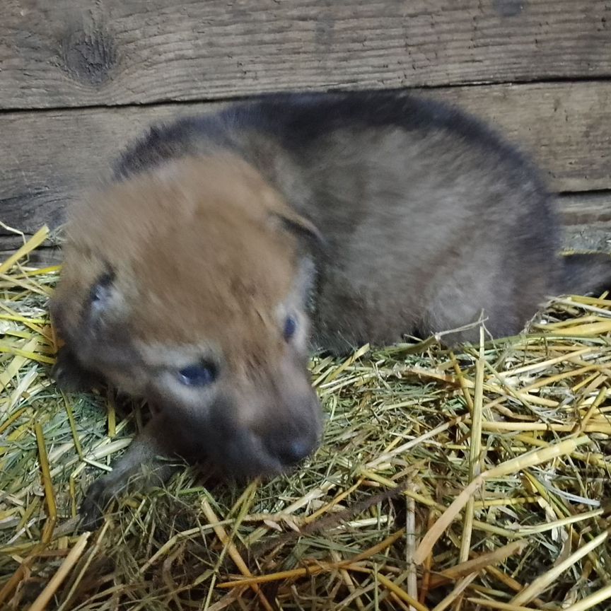 Лайка, щенок