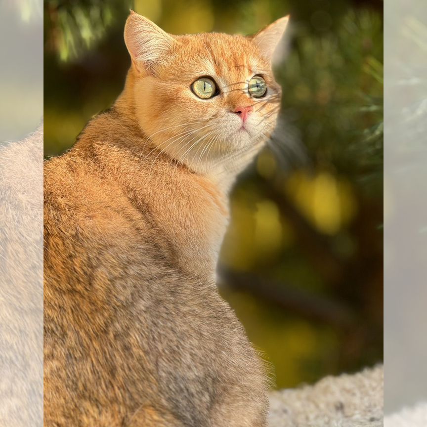 Скоттиш страйт, ny12 золотая шиншилла