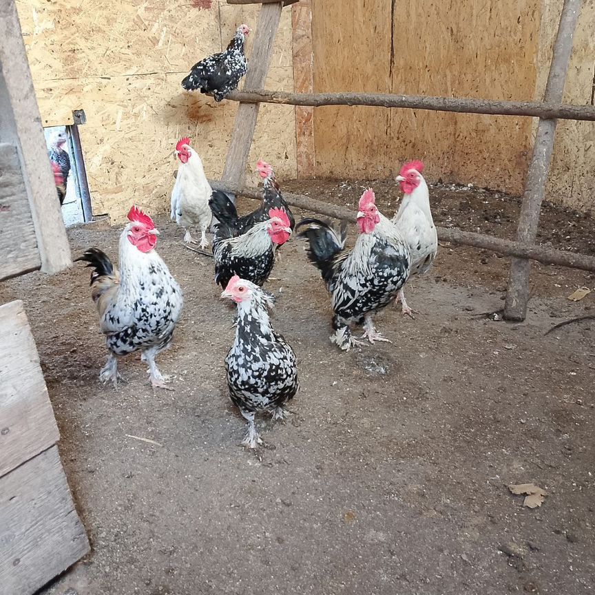 Декоративные петухи