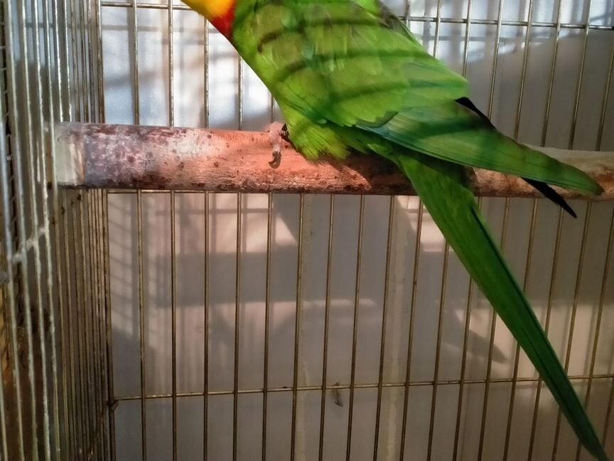 Горный попугай