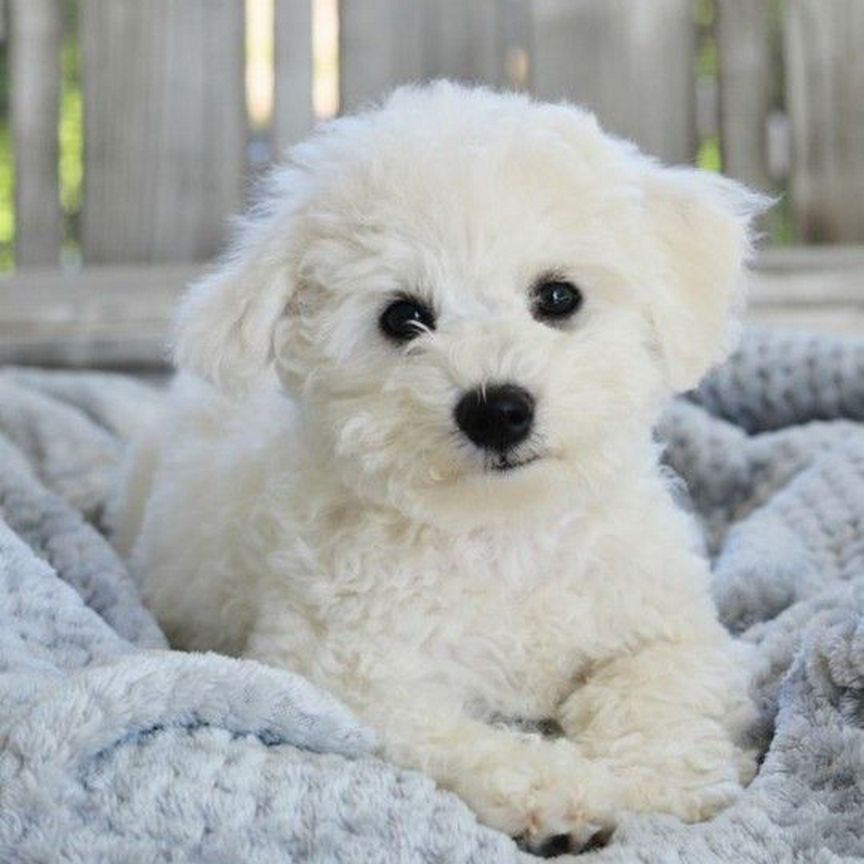 Бишон фризе