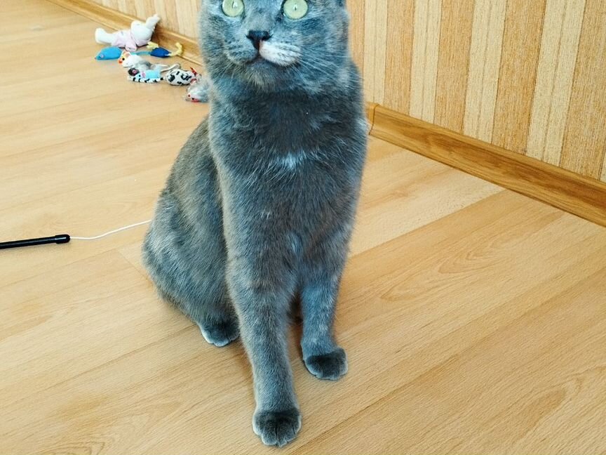 Кошка Гера похожа на Русскую голубую