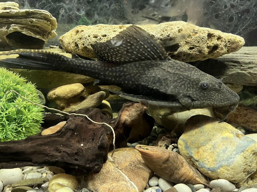 Продам рыб в аквариум