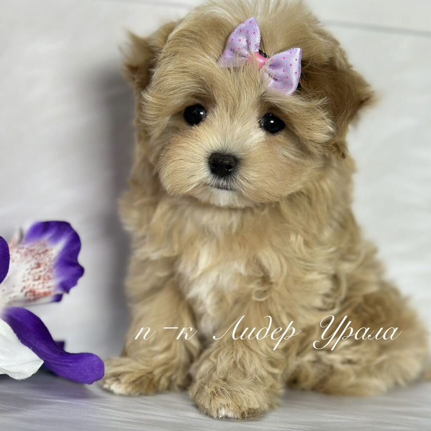 Малыши Мальтипу f1