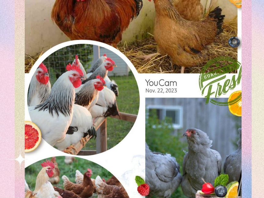 Куры молодки несушки