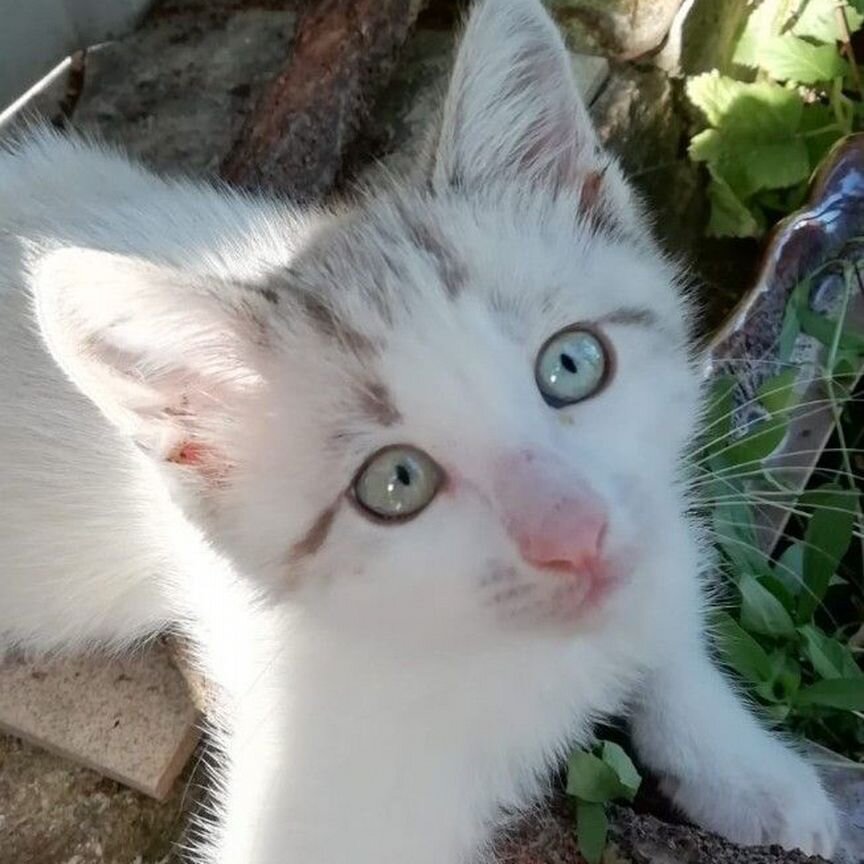 Кошечка пломбирчик