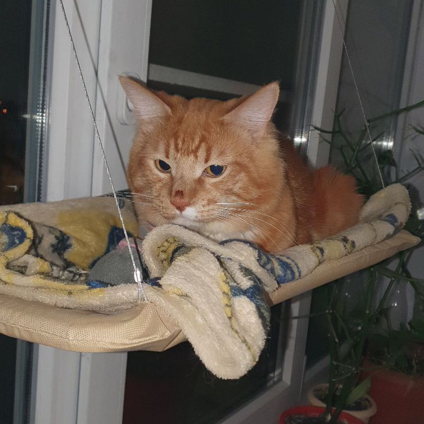 Гамак для кота