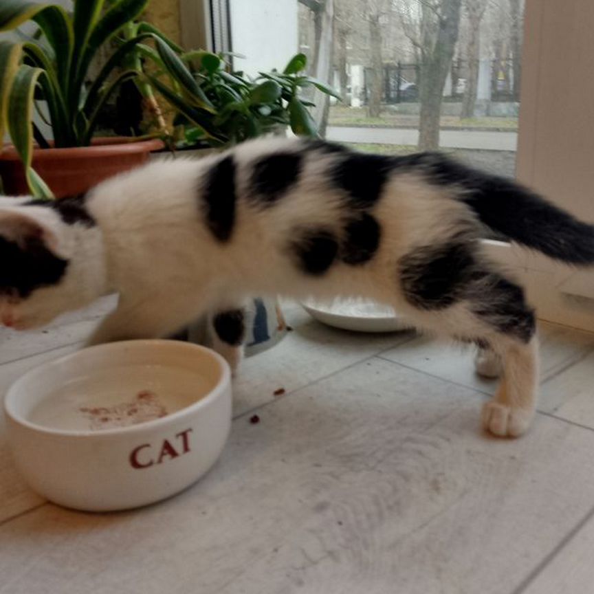 Котёнок в добрые руки