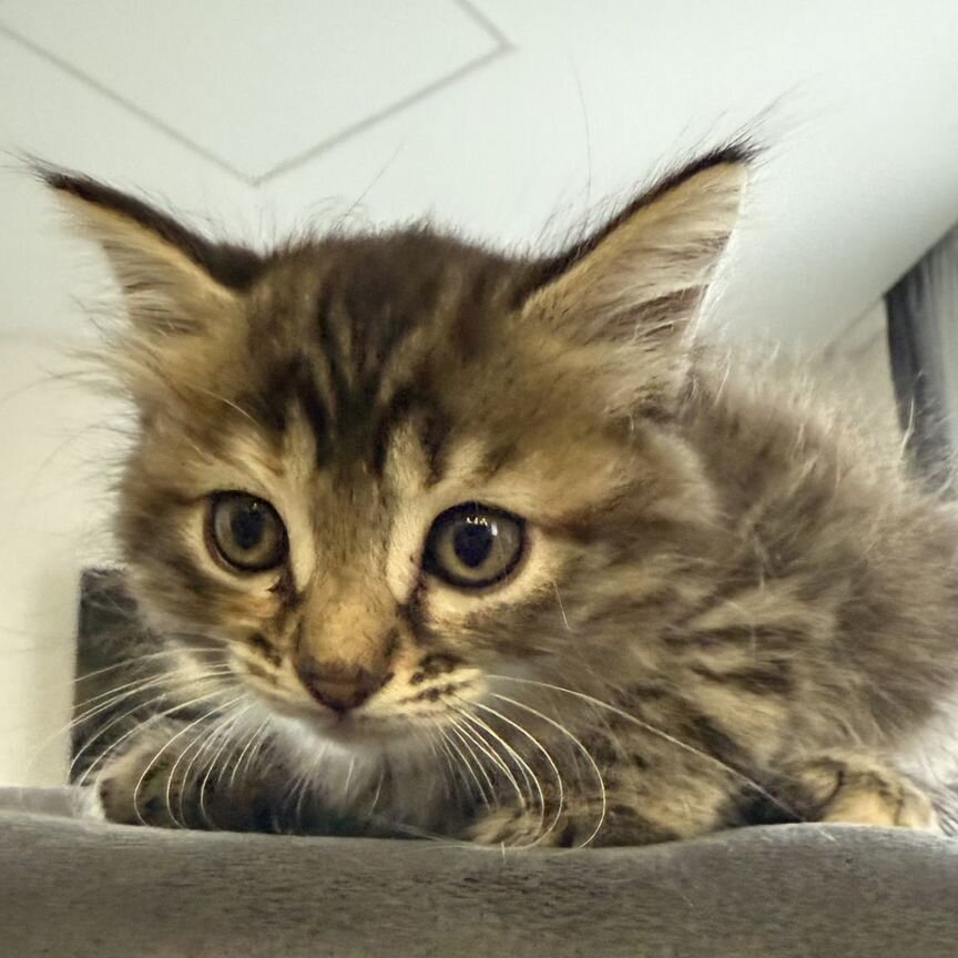 Котенок Милая девочка