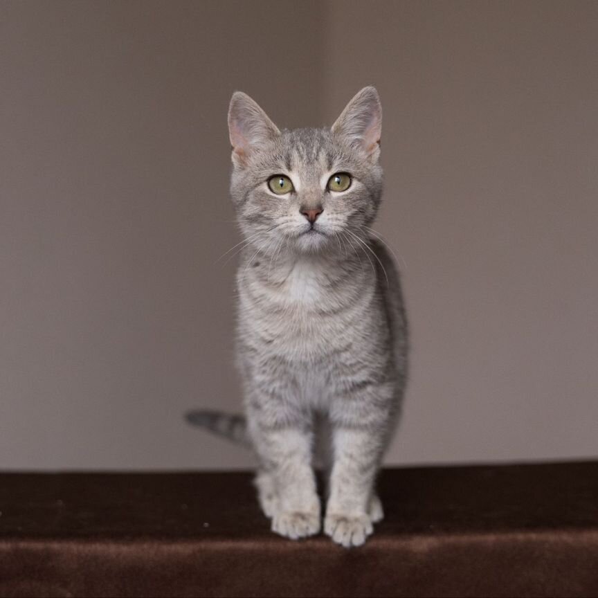 Котенок
