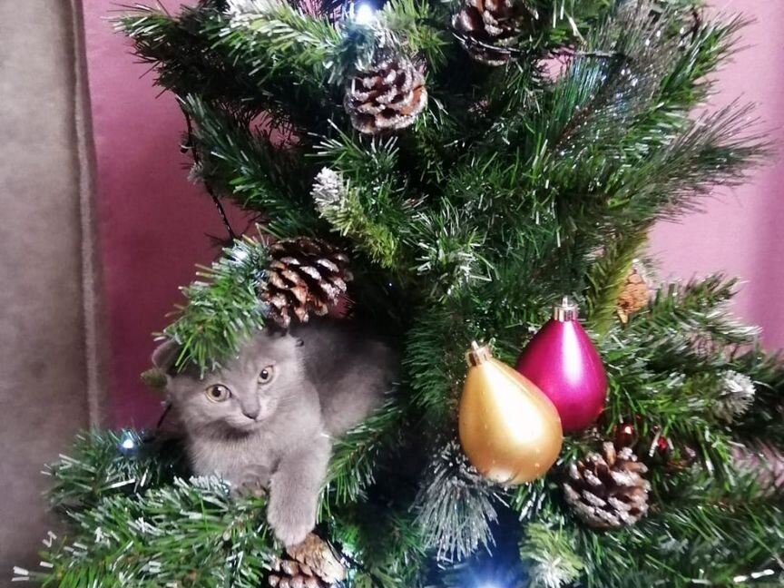 Шотландская вислоухая