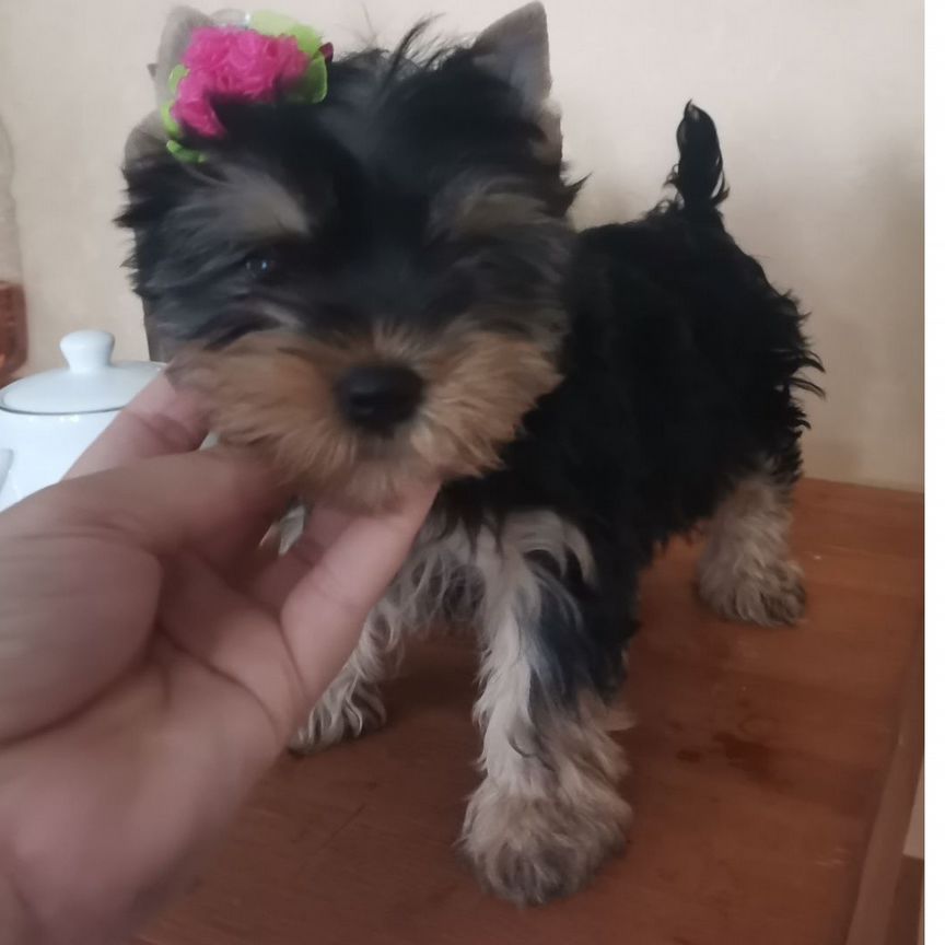 Йоркширский терьер беби фейс детки