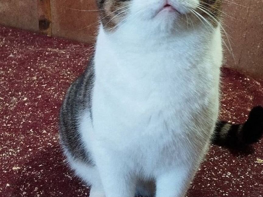 Кошка