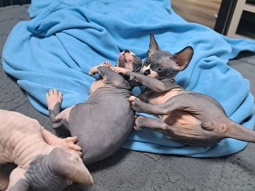 Канадский сфинкс котенок