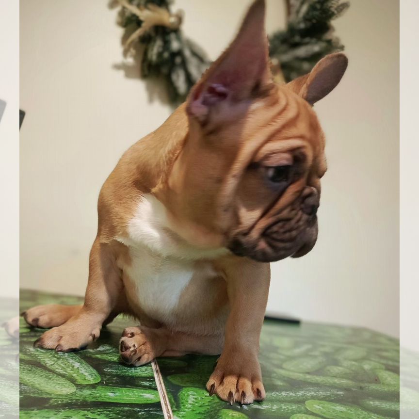 Французский бульдог, щенок