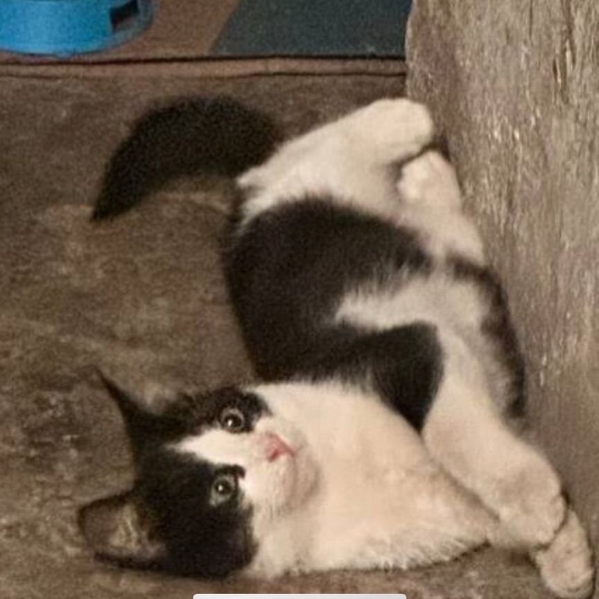 Котенок ищет дом