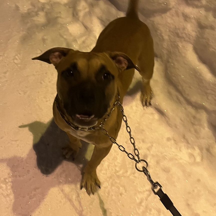 Американский стаффордширский терьер, щенок