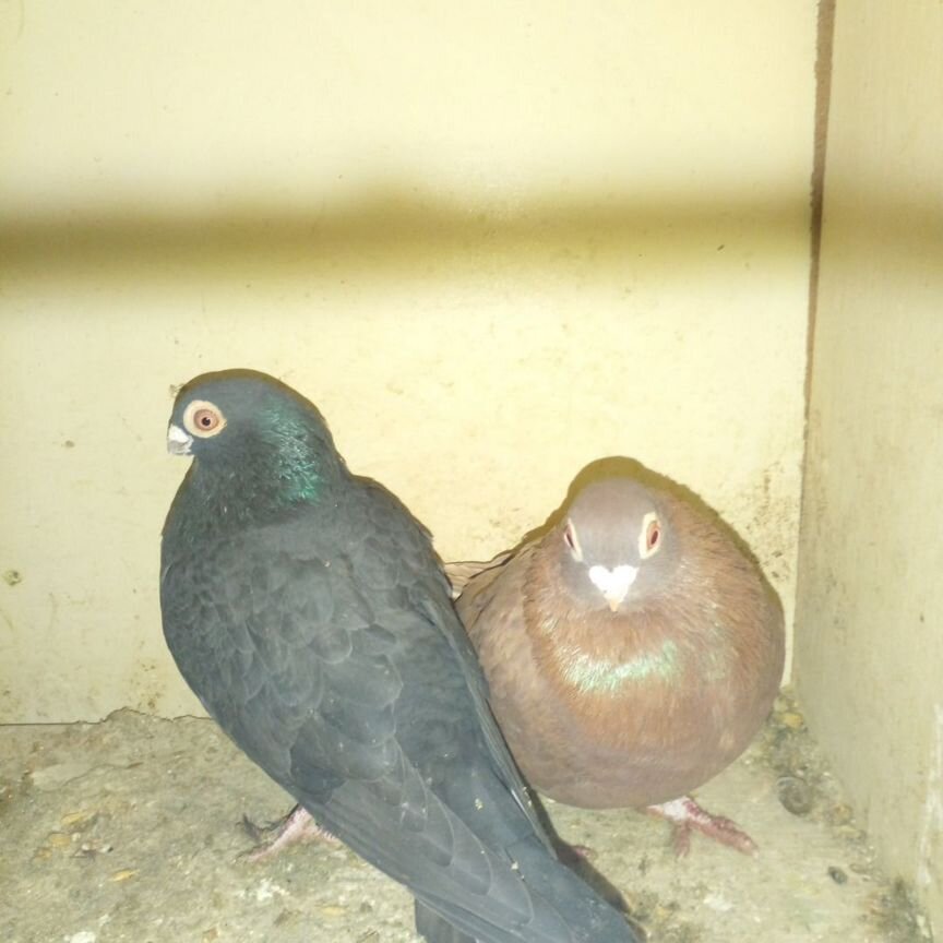 Продажа голубей. турман Будапештский