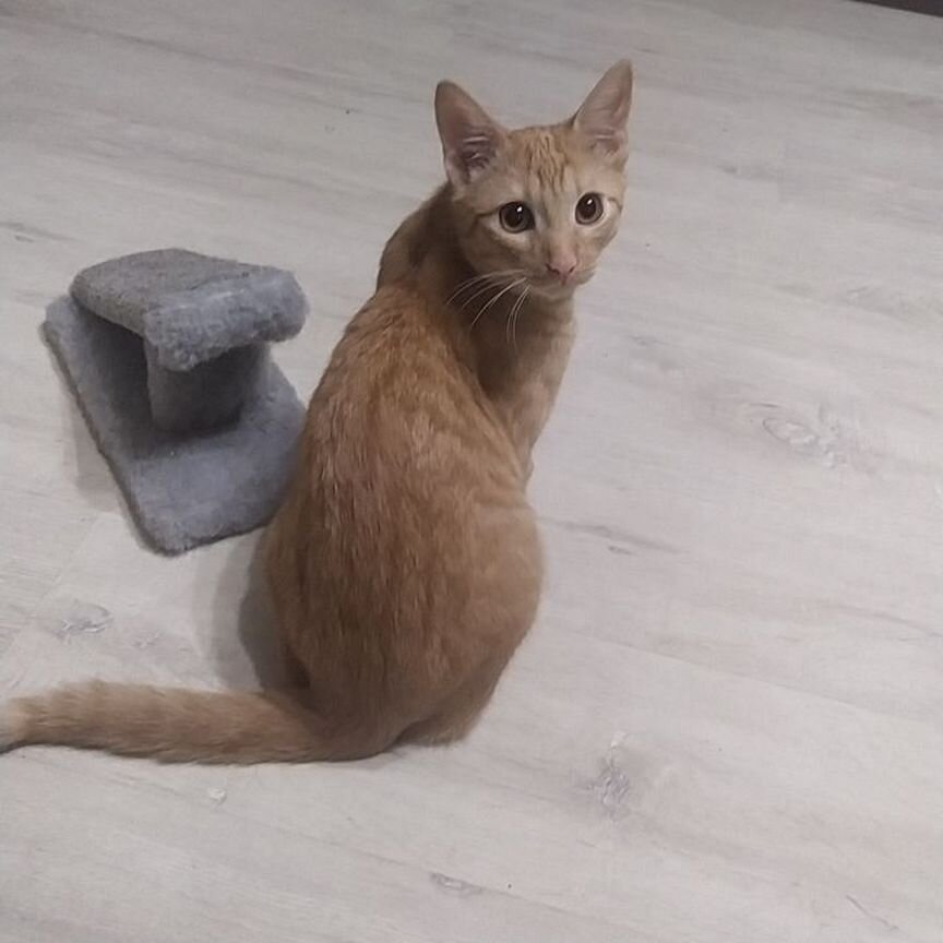 Котики в добрые руки