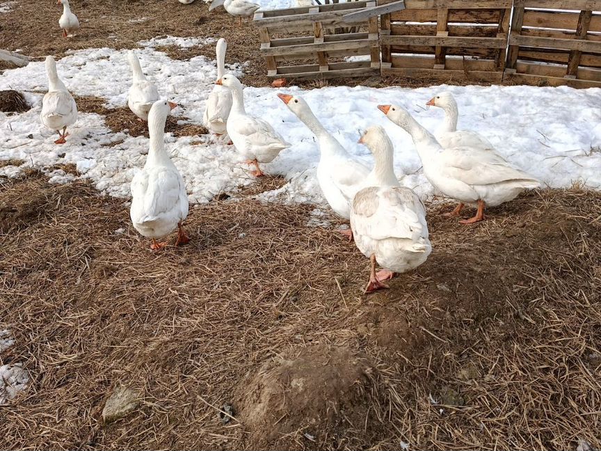 Яйцо гусиное инкубационное