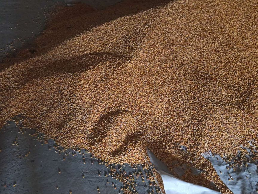 Кукуруза цельное зерно