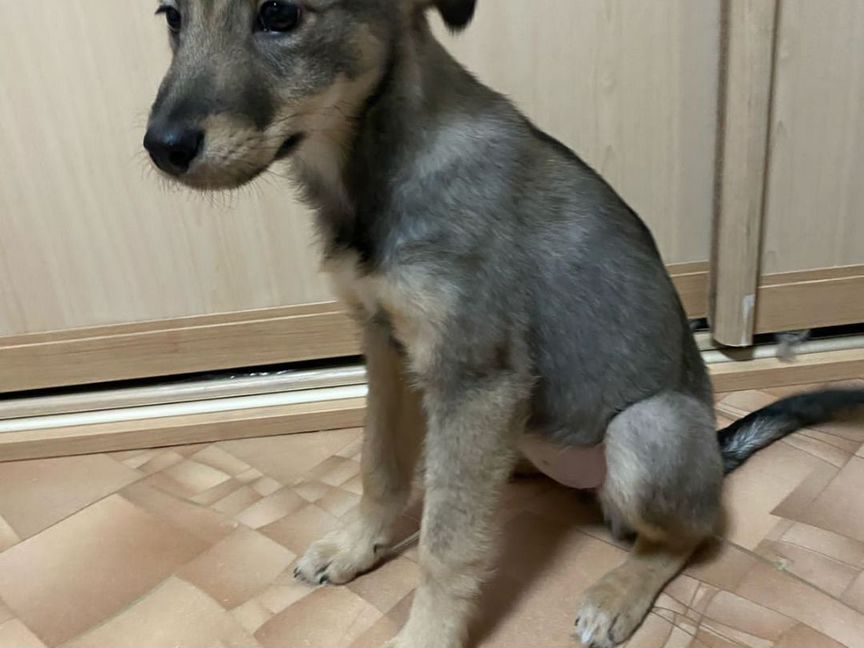 Щенок в добрые руки бесплатно