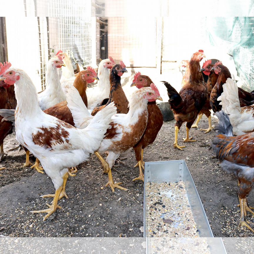 Нарядные петухи