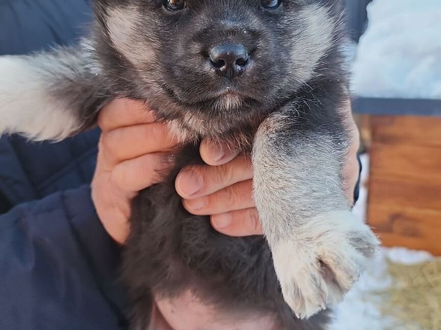 Продам щенка мать хаска