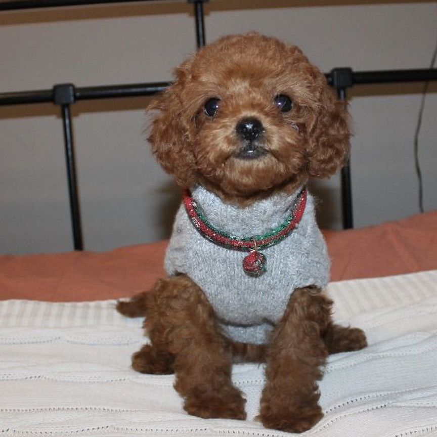 Той-пудель, щенок