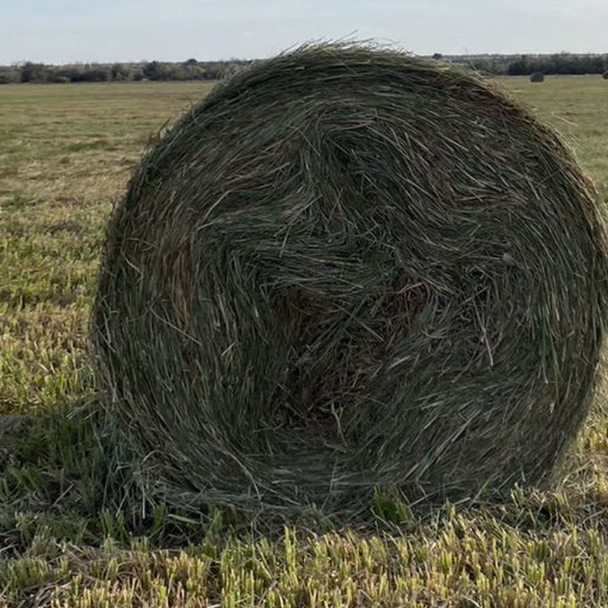 Сено луговое в больших рулонах