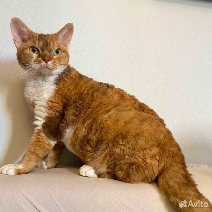 Кошечка девон-рекс